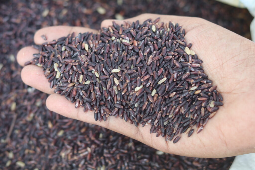 What is Black Rice | Forbidden Rice | Emperor Rice | Purple Rice ...