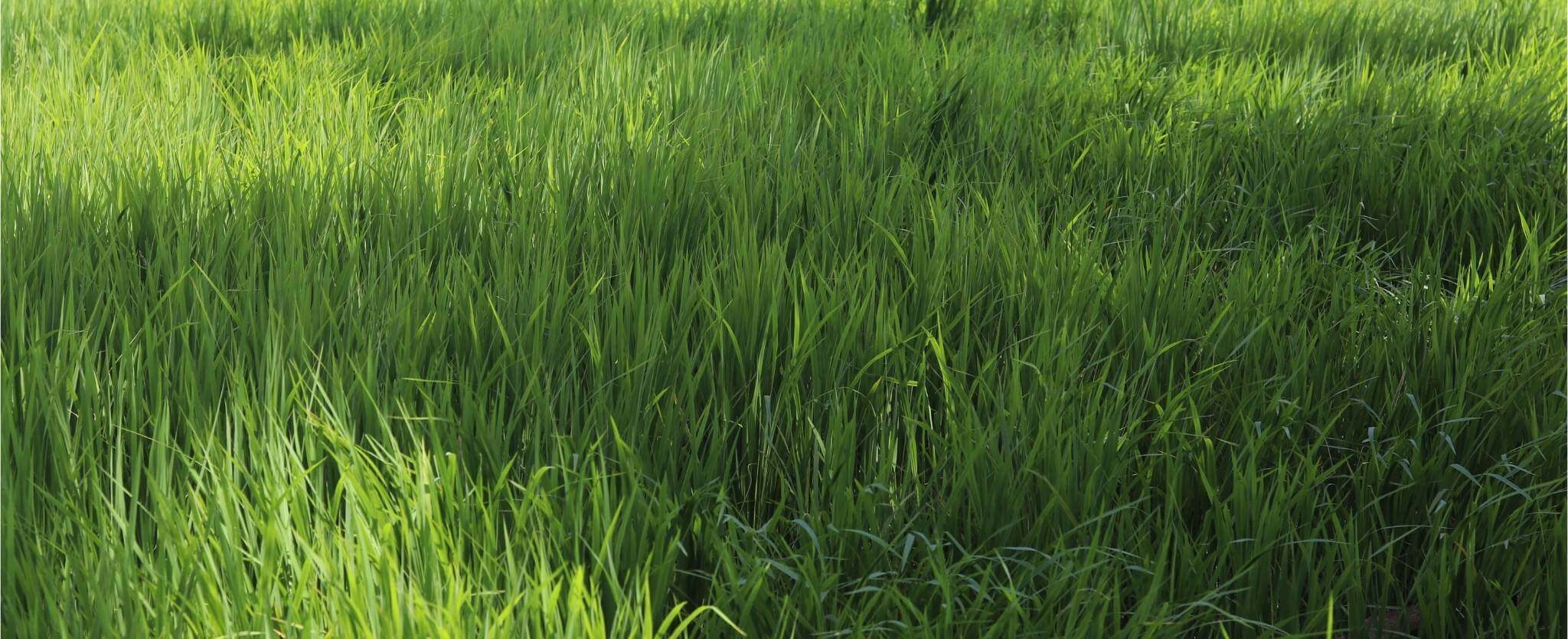 Know about the traditional rice varieties of Tamilnadu | UlaMart.com