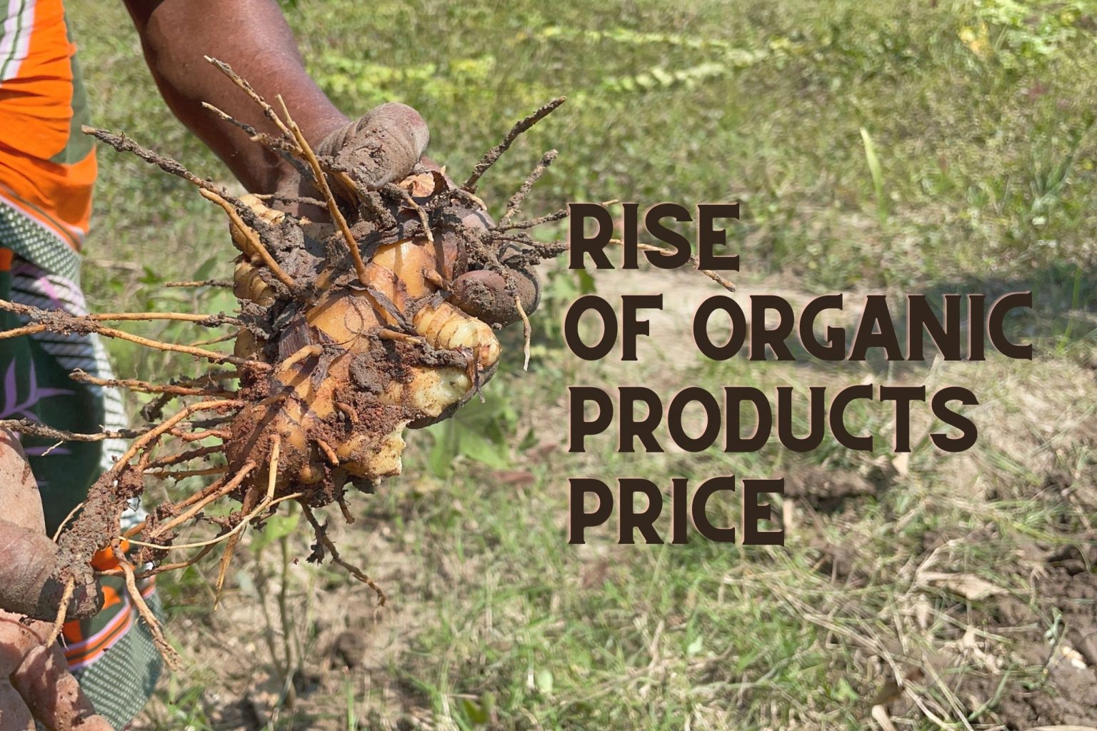 What is Black Rice | Forbidden Rice | Emperor Rice | Purple Rice ...