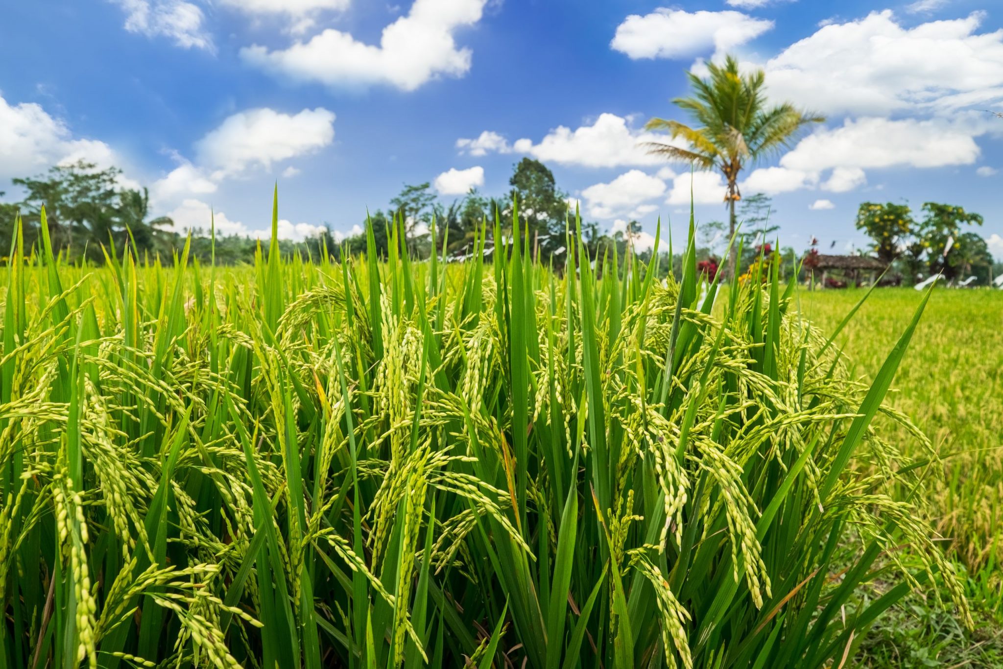 Know about the traditional rice varieties of Tamilnadu | UlaMart.com